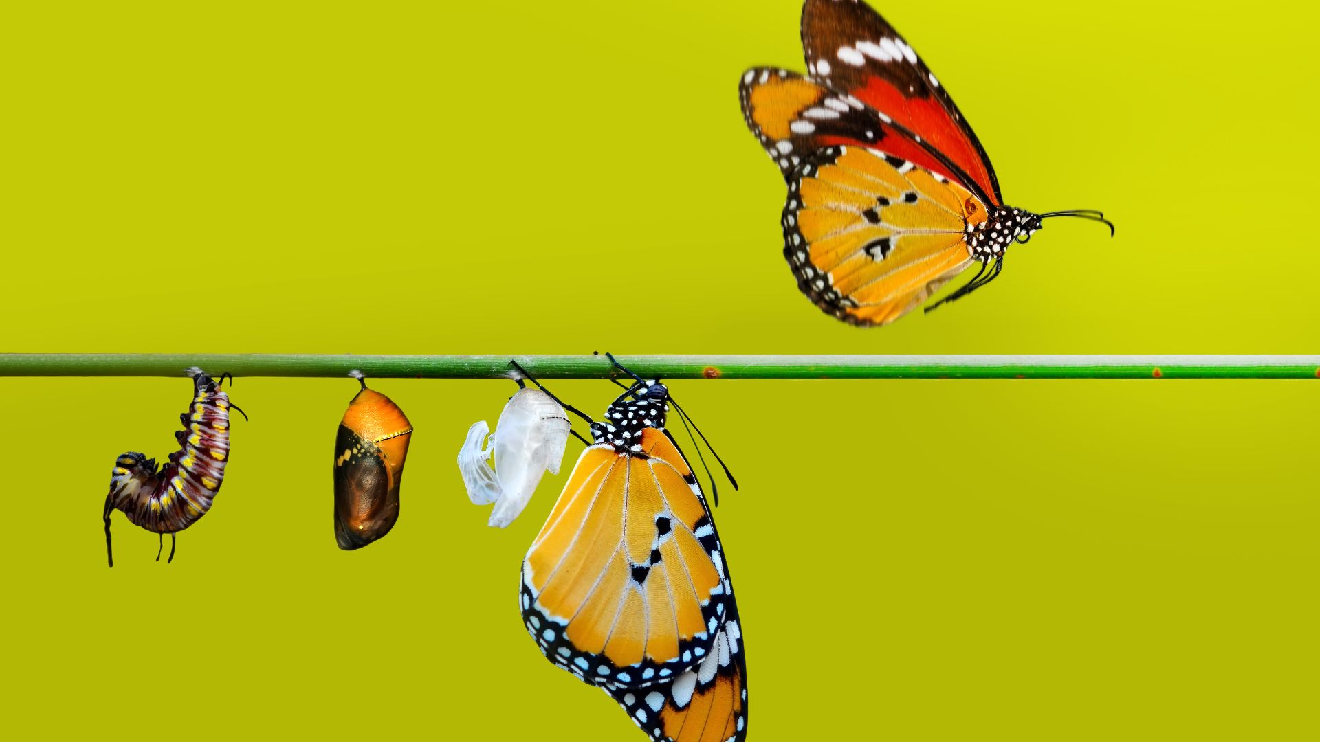 Explaining CoCo bonds and credit risk in the banks on ausbiz